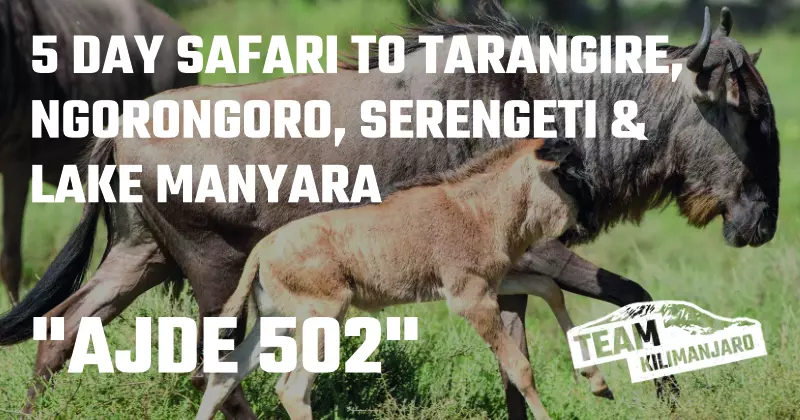 Safari Itinerary Proposals / AJDE 502 💵💵